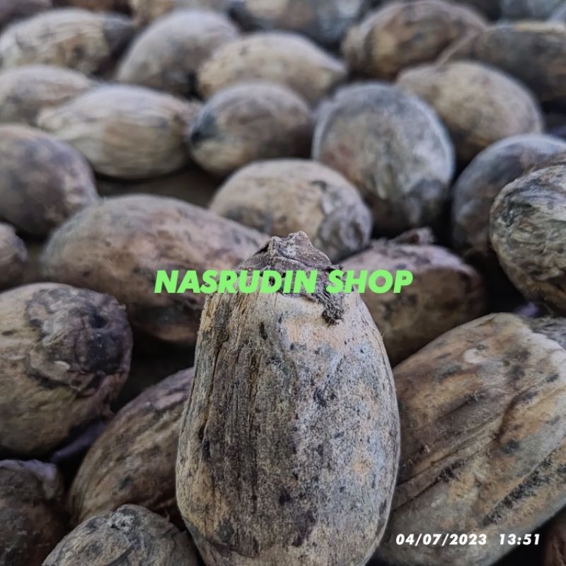 Jual BUAH PINANG KERING / BUAH PINANG UTUH KERING / BIBIT PINANG ...