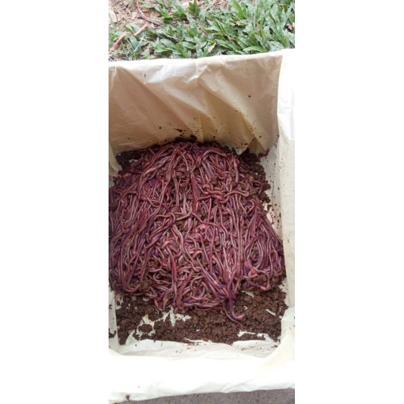 Jual cacing merah pakan burung 100 gram 250 gram ,500 gram, | Shopee ...