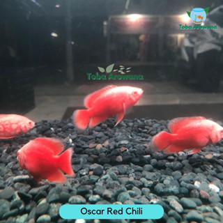 Jual Oscar Red Chili Kualitas A+ Ikan Predator Arowana Pbass Aligator ...