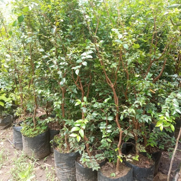 Jual Bibit Anggur Pohon Brazil 1 meter / Brasi / Sabara / Preco ... Jual Bibit Anggur Pohon Brazil 1 meter / Brasi / Sabara / Preco ...
