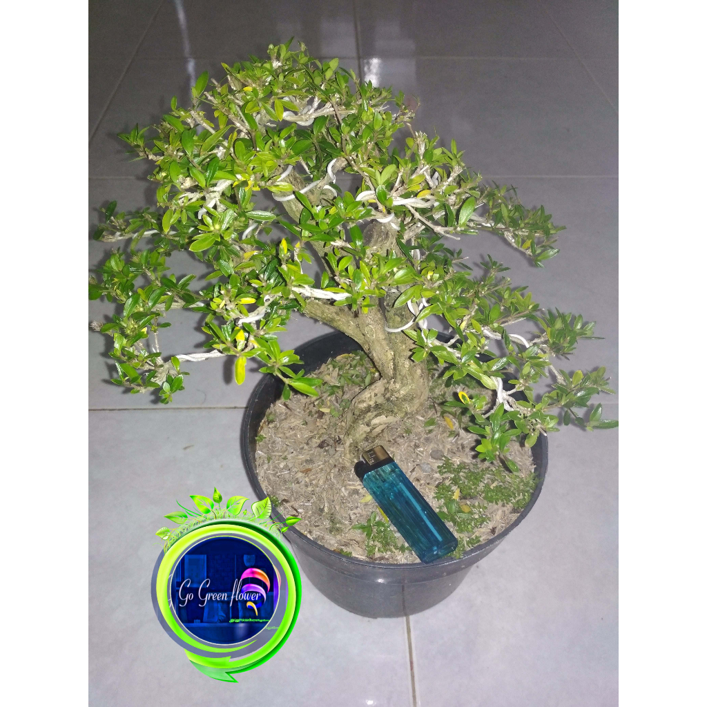 Jual BONSAI BOXUS BERBENTUK BONSAI Boxwood bonsai BOKSUS bonsai buksus ...