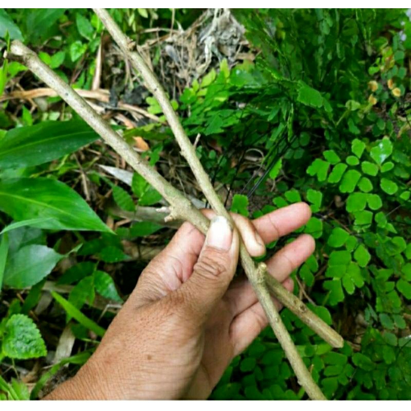 Jual Bibit Stek batang Tanaman Bunga Lantana Pink / Bunga Tembelekan ... Jual Bibit Stek batang Tanaman Bunga Lantana Pink / Bunga Tembelekan ...