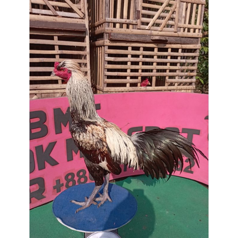 Jual Telur fertil ayam pama iQ pama ninja/ayam pama ori ayam laga ayam ... Jual Telur fertil ayam pama iQ pama ninja/ayam pama ori ayam laga ayam ...