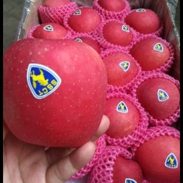 Jual Buah Apel Fuji Premium 1kg | Shopee Indonesia