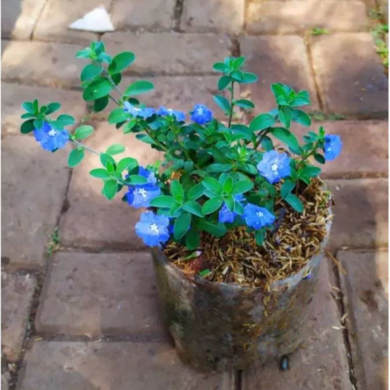 Jual tanaman bunga wlau kecil rajin berbunga Beby blu | Shopee Indonesia