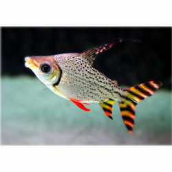 Jual Ikan Red Fei Feng ukuran 12 cm | Shopee Indonesia