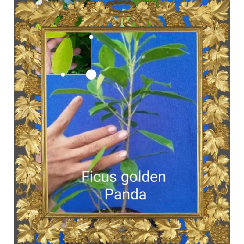 Jual FICUS GOLDEN/BERINGIN PANDA | Shopee Indonesia