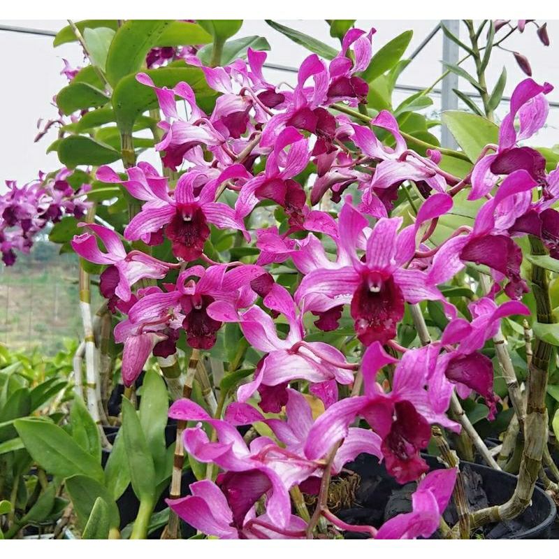 Jual Dendrobium Indonesia Raya Blue + pakis/media tempel | Shopee Indonesia