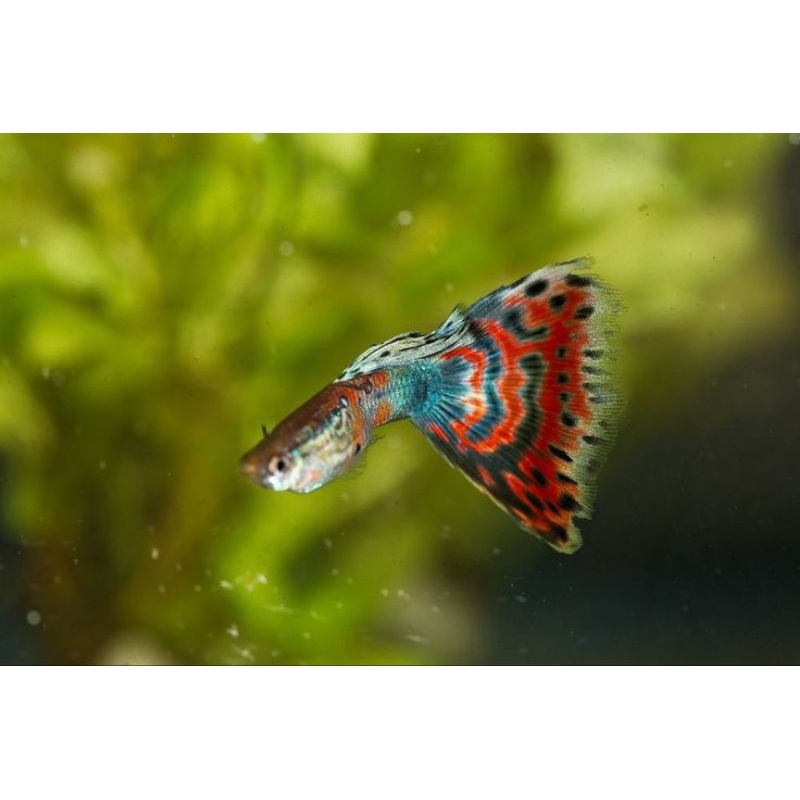 Jual ikan hias guppy red mozaic hiasan aquarium,kolam dan aquascape ...