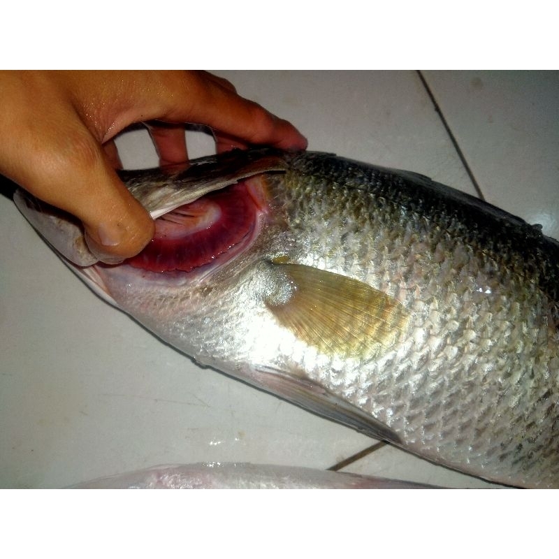 Jual Ikan Kakap Putih Segar 1Kg Fresh BERGARANSI | Shopee Indonesia