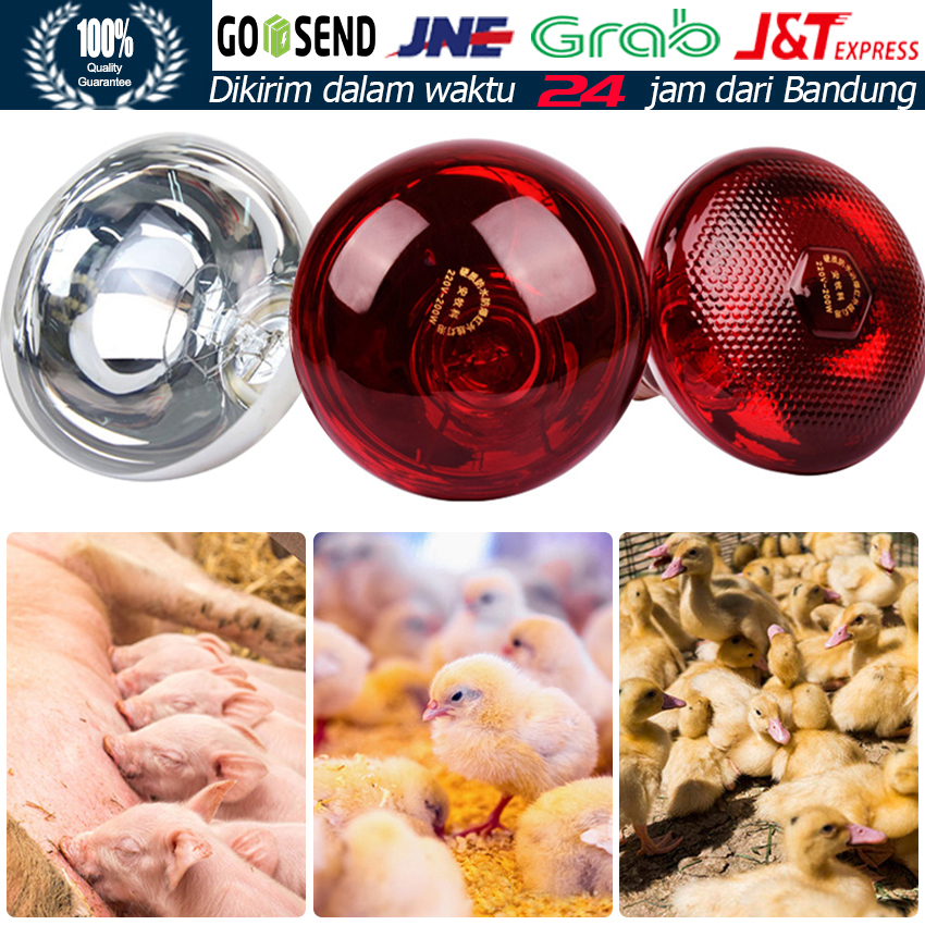 Jual Lampu Penghangat Hewan Ayam Cempe Pedet Dan Anak Hewan Lainnya ...