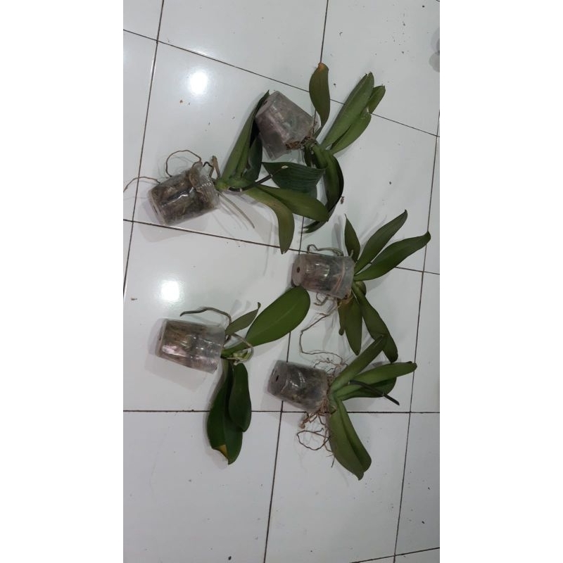 Jual anggrek bulan pasca bunga potong | Shopee Indonesia