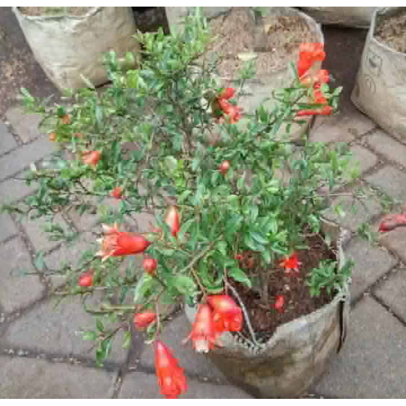 Jual BIBIT DELIMA MERAH KONDISI BERBUNGA (BISA TANAM DI POT) | Shopee ...