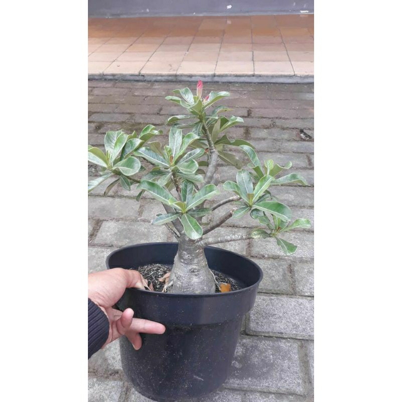 Jual Adenium Cabang Aktif Shopee Indonesia