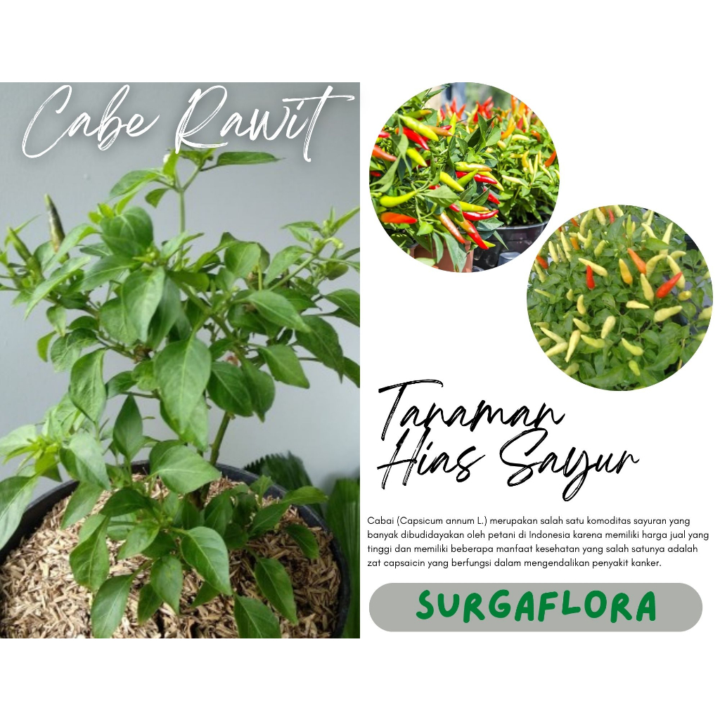 Jual Bibit Tanaman Cabe Rawit Super / Cabai Rawit / Lombok Lalap ...