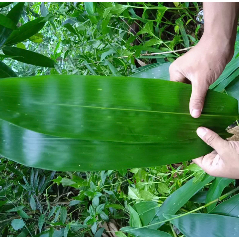 Jual daun bambu/daun bakcang/daun bungkus bacang | Shopee Indonesia