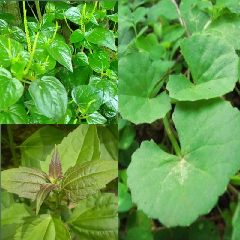 Jual PAKET 300 GRAM DAUN SIRIH CINA, DAUN PEGAGAN/ANTANAN DAN DAUN ...