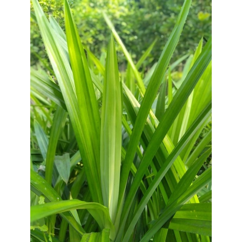 Jual Daun pandan wangi segar ORGANIK / per ikat isi 10 lembar bonus 1 ...