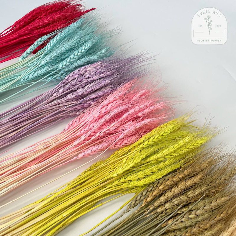 Jual Preserved Wheat Gandum | Dried Wheat Gandum | HIGH QUALITY IMPORT ...