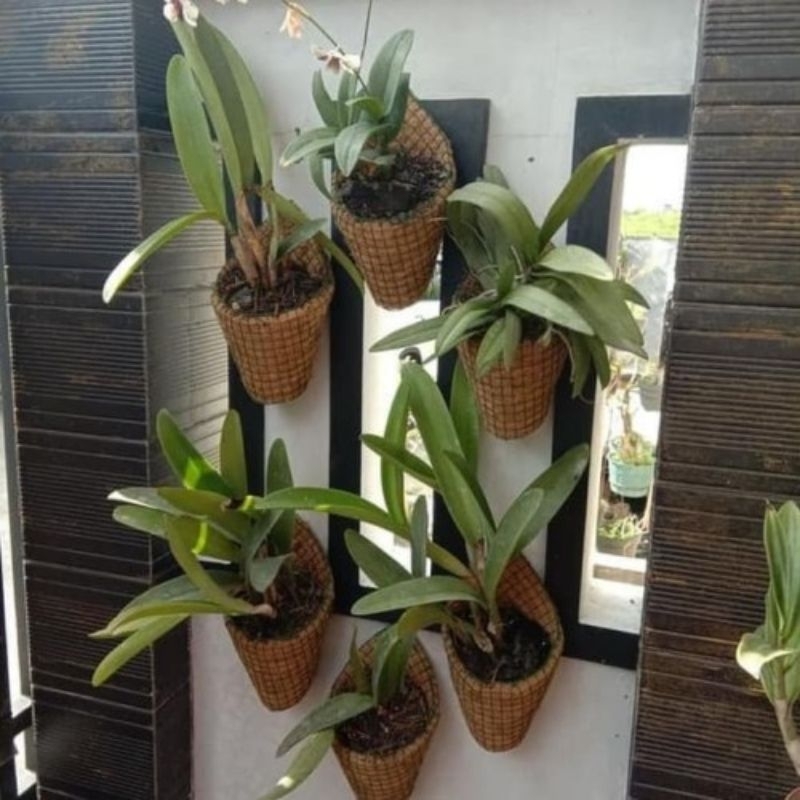 Jual POT TEMPEL DINDING ANGGREK 15X20 SOLUSI LAHAN SEMPIT UNTUK TANAMAN ...