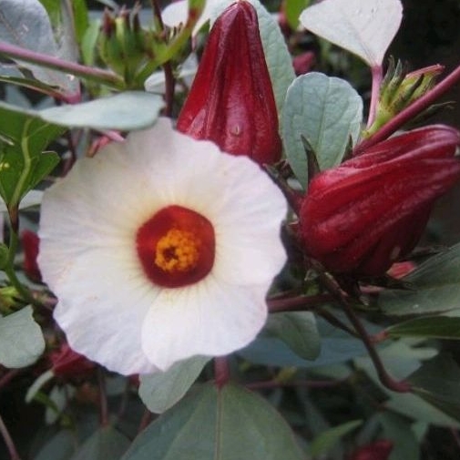 Jual Benih Bunga Rosella Bibit Tanaman Biji Teh Herbal Rosela Hibiscus ...