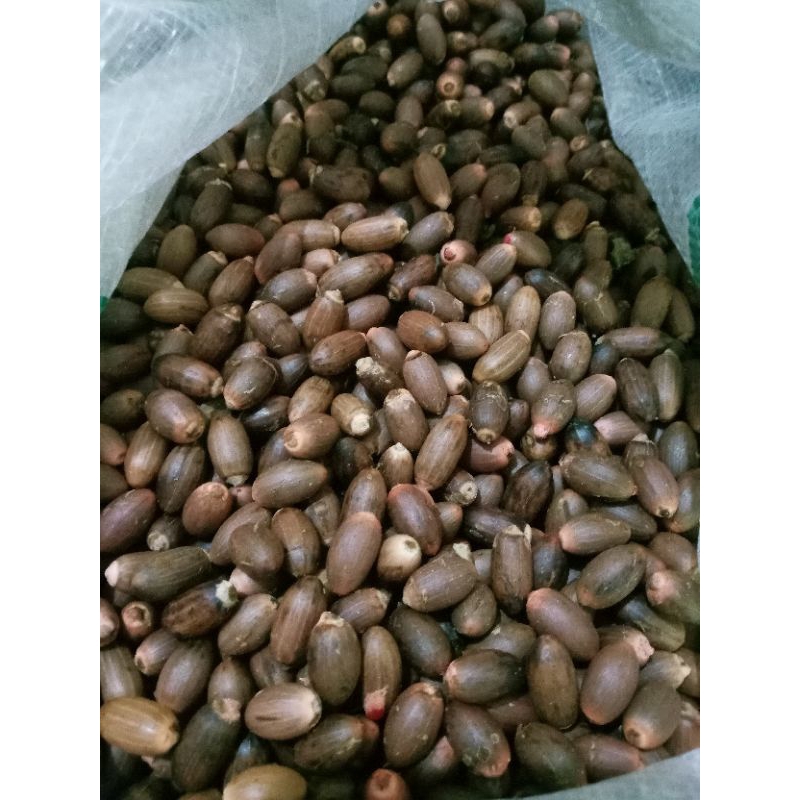 Jual BIJI MELINJO SUPER |1kg | Shopee Indonesia