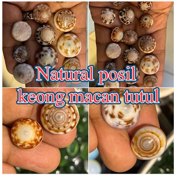 Jual Batu posil keong macan posil kerang macan 1 harga isi 10 pcs ...