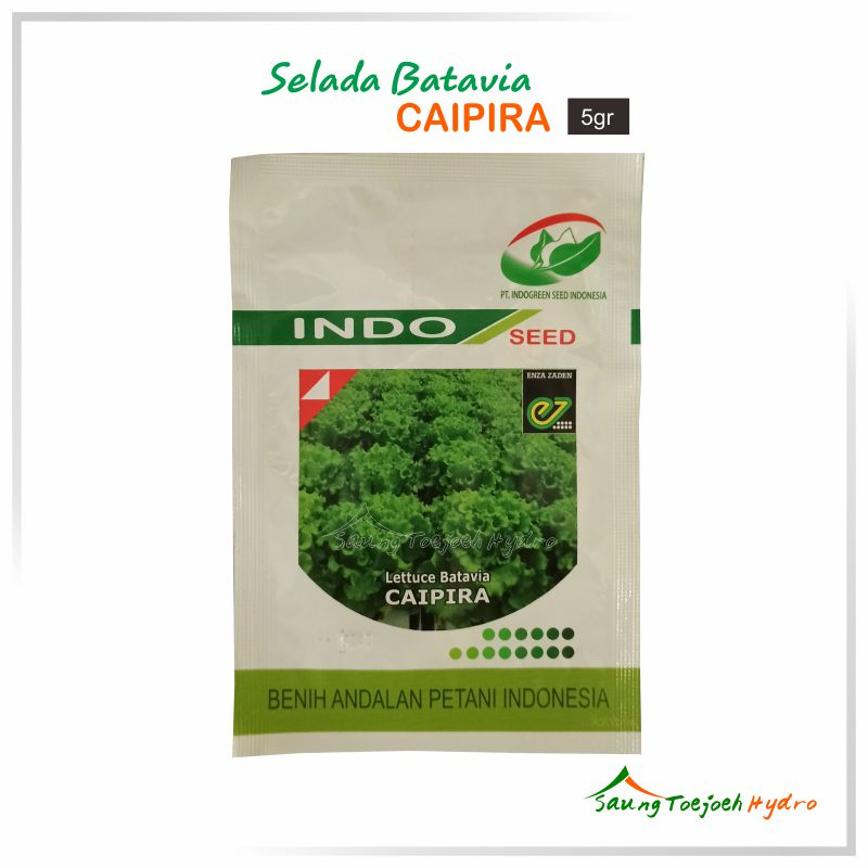 Jual Benih Selada Caipira 5gr Lettuce Batavia | Shopee Indonesia