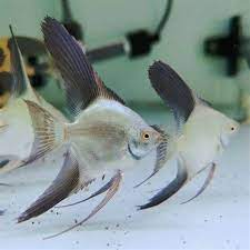 Jual Manfish BSP Golden Tricolor Altum Pinoy Platinum Red eye-ETALASE ...