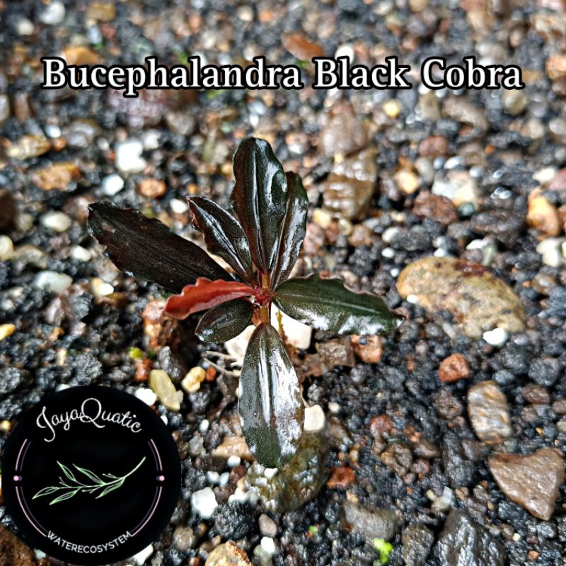 Jual Bucephalandra Black Cobra - Aquascape Plants Aquarium Paludarium Terrarium Vivarium ...