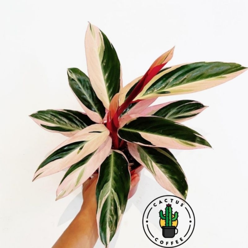 Jual Tanaman Hias Calathea Meranti Bali - Tanaman Hias Hidup Meranti ...