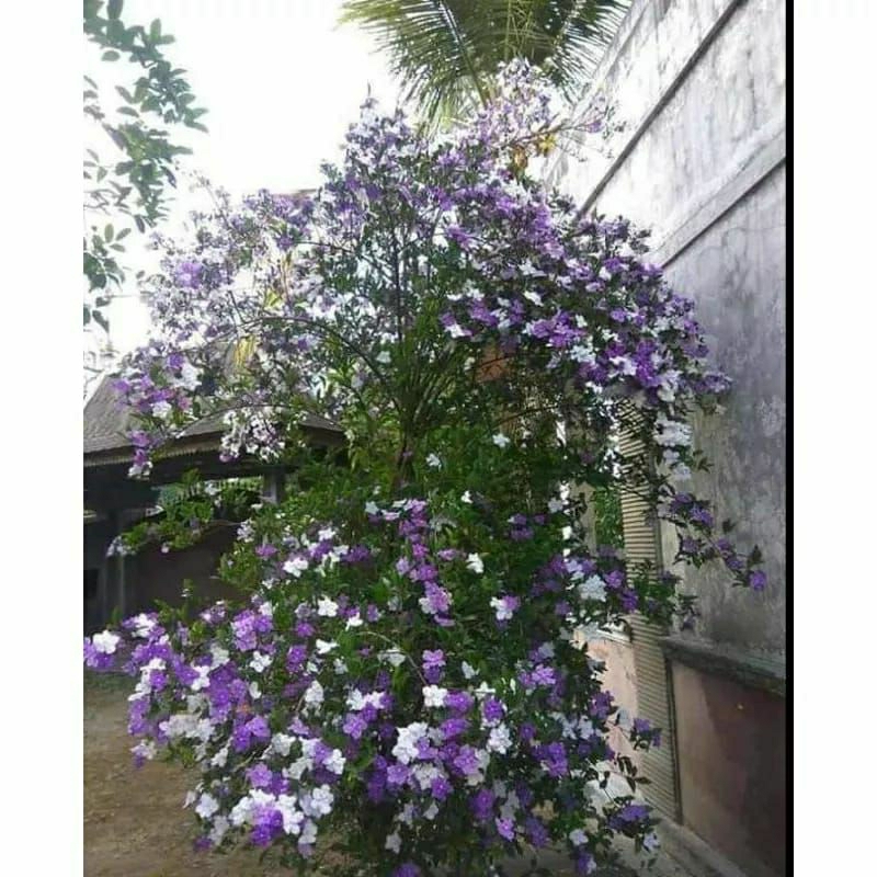 Jual Tanaman melati costa bunga ungu putih sudah berbunga | Shopee ...