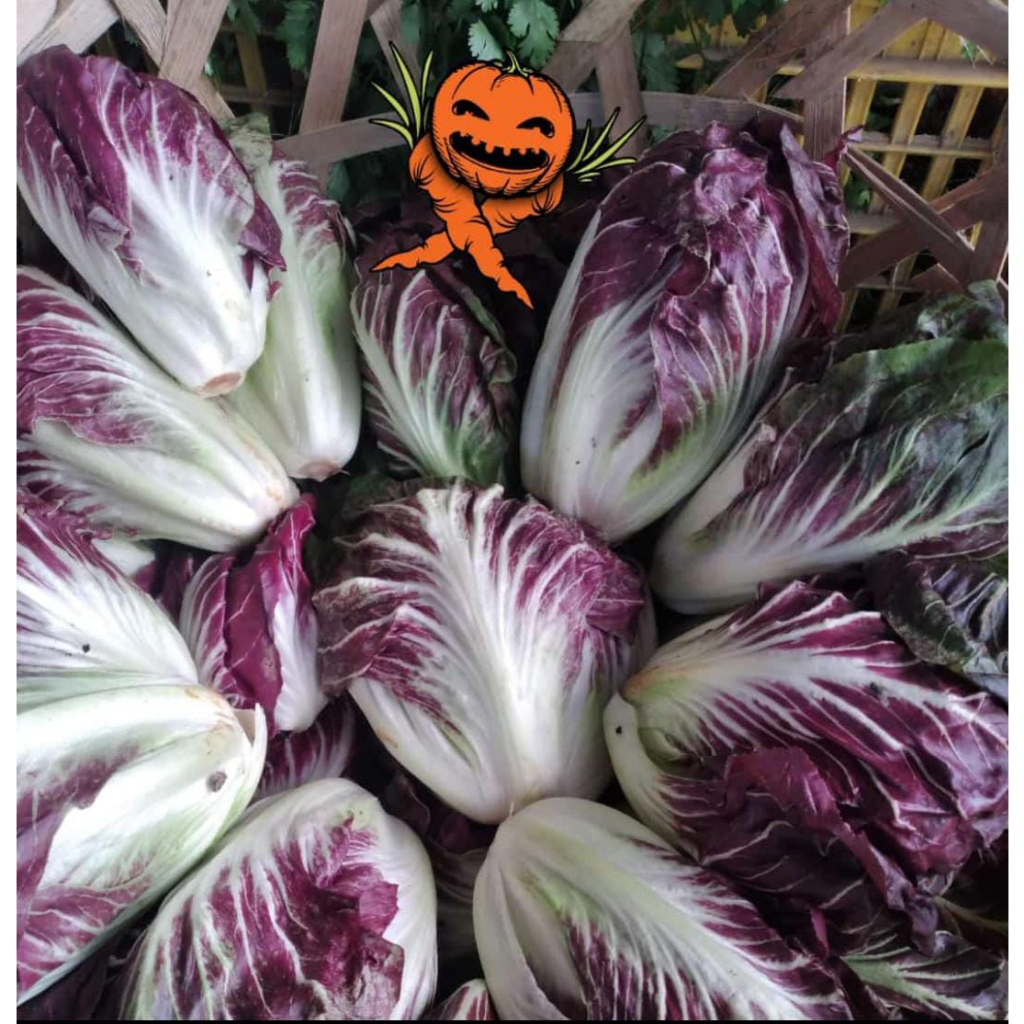 Jual RADICCHIO LETTUCE 200G | Shopee Indonesia