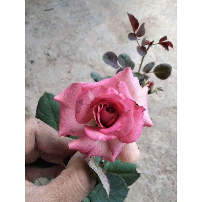 Jual Tanaman Hidup Bunga MaWAR | Shopee Indonesia