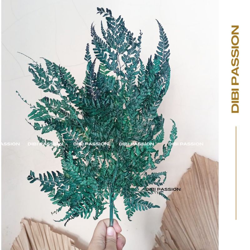Jual DAUN PAKIS KERING (1 IKAT)/ DAUN PAKIS RUSTIC / DAUN PAKIS KERING ...