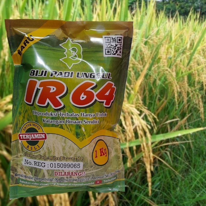 Jual Biji Padi Unggul IR 64 / IR64 / Padi IR 64 / Padi Unggul IR64 ...