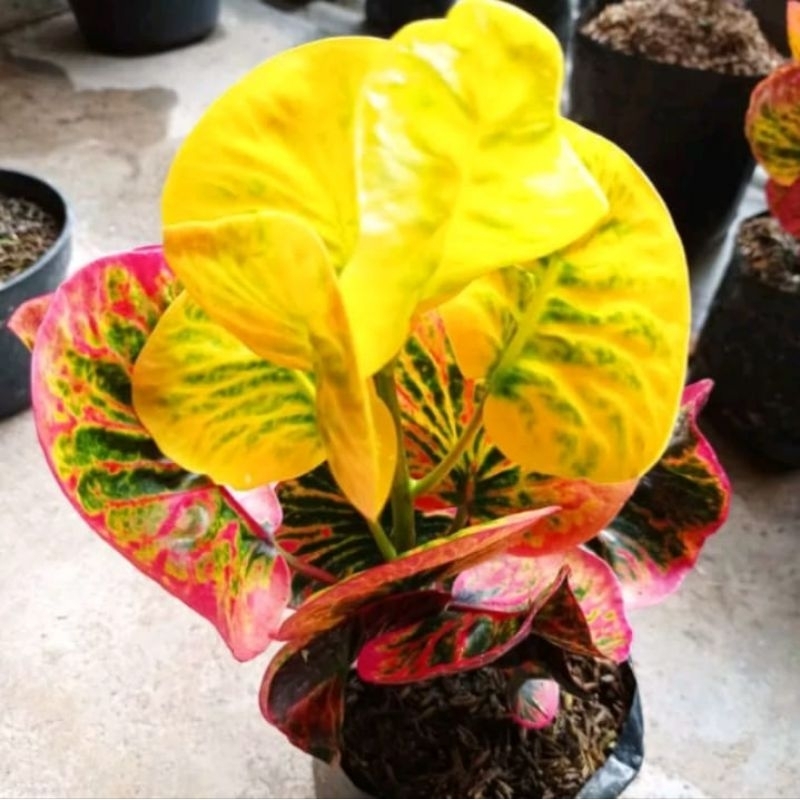 Jual Tanaman hias bunga puring langka apel rehana murah | Shopee Indonesia