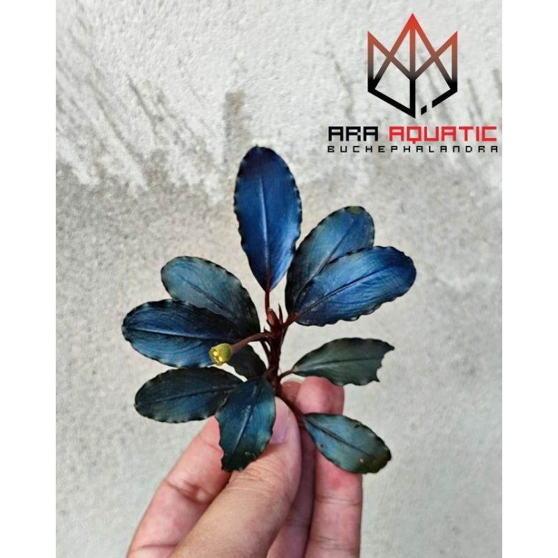 Jual bucephalandra metalic blue (5 pcs) | Shopee Indonesia