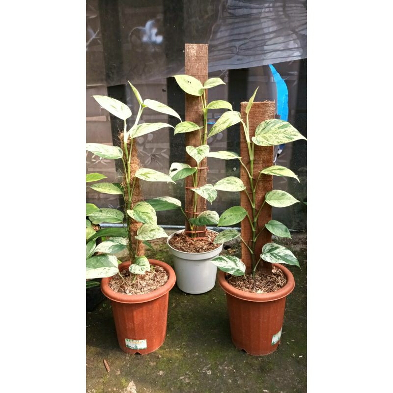 Jual epip hanoman sp sulawesi | Shopee Indonesia