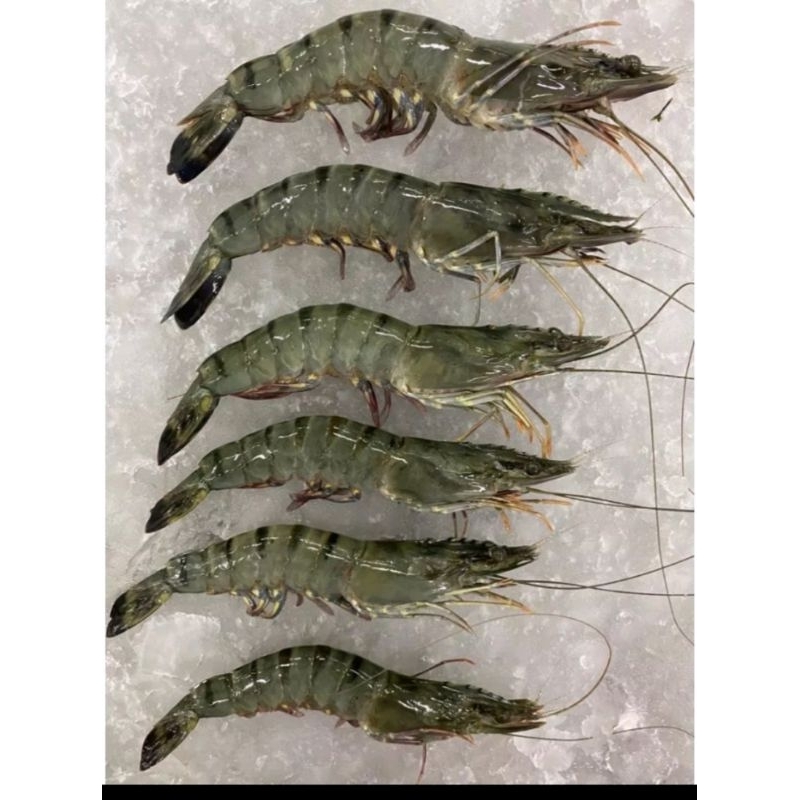 Jual UDANG TIGER/WINDU JUMBO 1kg isi 35-50 | Shopee Indonesia