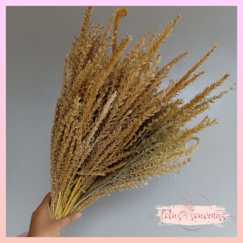 Jual Bunga Jagung Kering Bunga Kering Murah Bahan Kerajinan Tangan