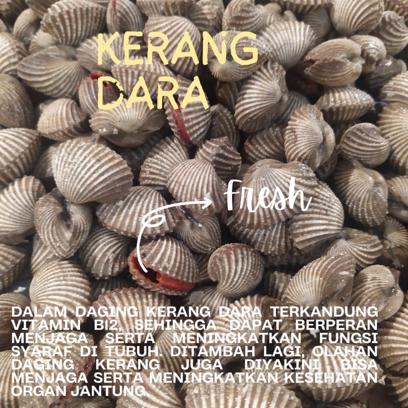 Jual Kerang Dara Fresh / Segar / Frozen / Beku | Shopee Indonesia