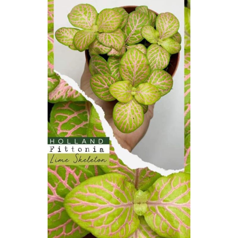 Jual Fittonia / fitonia hiasan terrarium / aquascape / paludarium ...