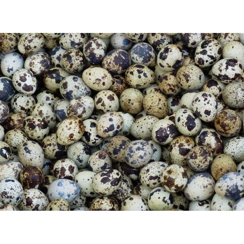 Jual Telur puyuh 1 kg (90 butir) | Shopee Indonesia