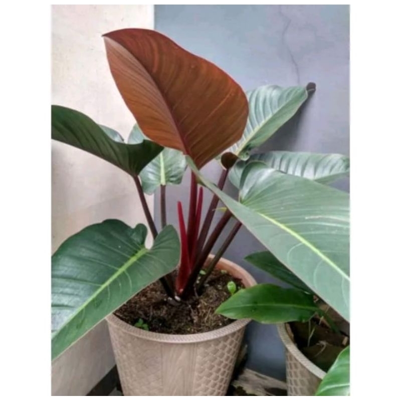 Jual Tanaman Hias Philodendron Red Congo - Congo rojo compacta | Shopee ...