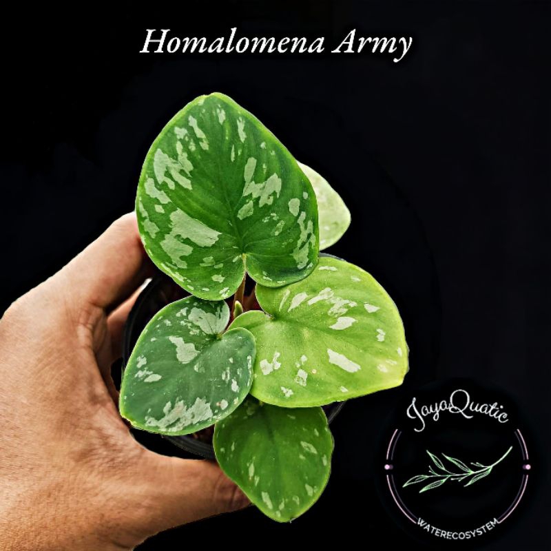 Jual HOMALOMENA ARMY - TANAMAN HIAS PALUDARIUM TERRARIUM JUNGLEPLANT ...