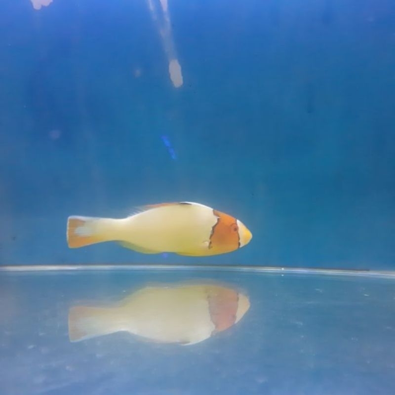 Jual ikan hias laut pala haji | Shopee Indonesia Jual ikan hias laut pala haji | Shopee Indonesia