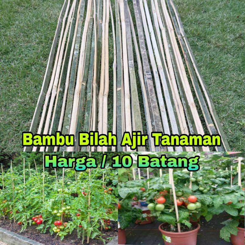 Jual Bambu Bilah isi 10 batang/Turus Ajir Tanaman/Bahan Layangan | Shopee Indonesia