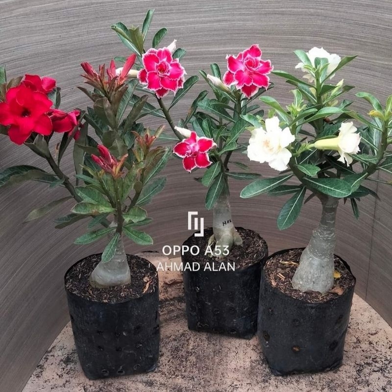 Jual Paket Hemat Adenium Bunga Tumpuk Size A 3 Pohon 3 Warna Warna