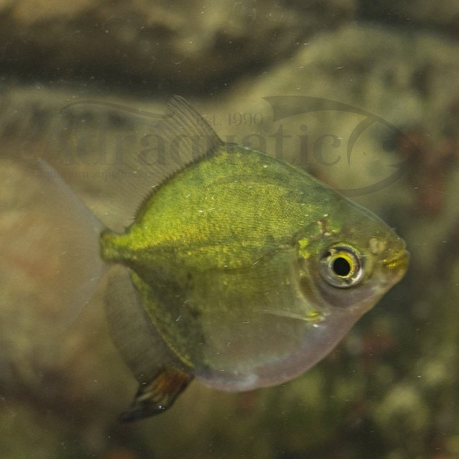 Jual (INSTANT BANDUNG) IKAN HIAS MYLEUS SP GREEN AIR TAWAR | Shopee ...